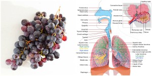 Foods That Resemble Body Parts They Benefit – Guide to the Body’s Galaxy